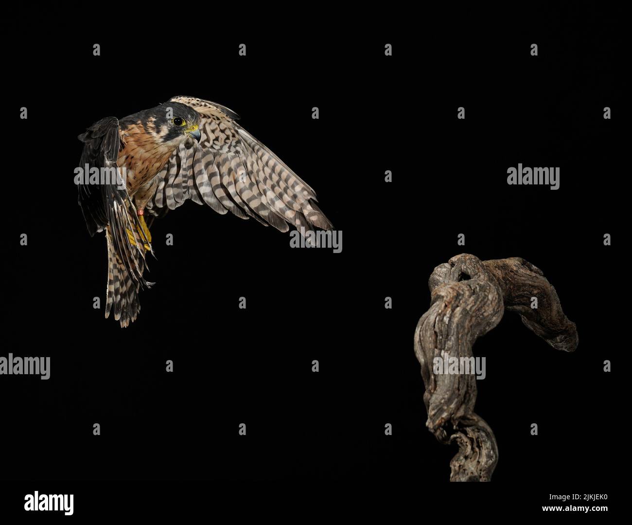 A beautiful Peregrine falcon on a black background Stock Photo - Alamy
