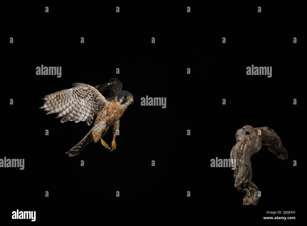 Fauna peregrine hi-res stock photography and images - Alamy