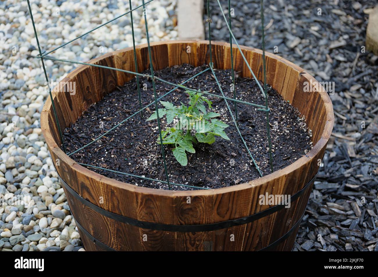 A small, green plant surrounded by metal wires growing in a wooden pot ...