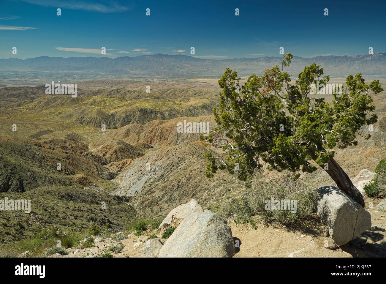 A small tree growing on the cliffside with a background of the ...