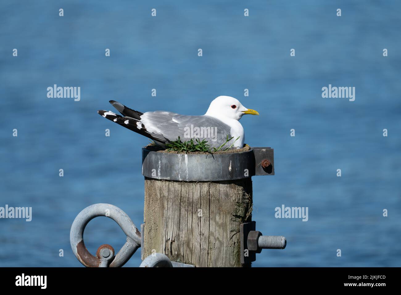A pretty kittiwake bird on the top of a wooden column against the blue ...
