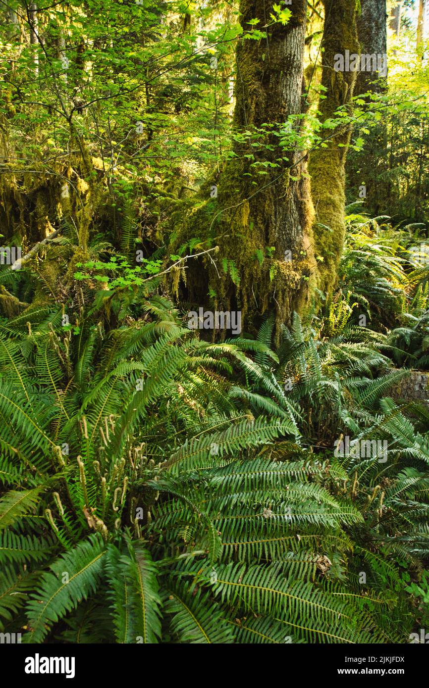 A vertical shot of a green rainforest with lush plants and mossy trees ...