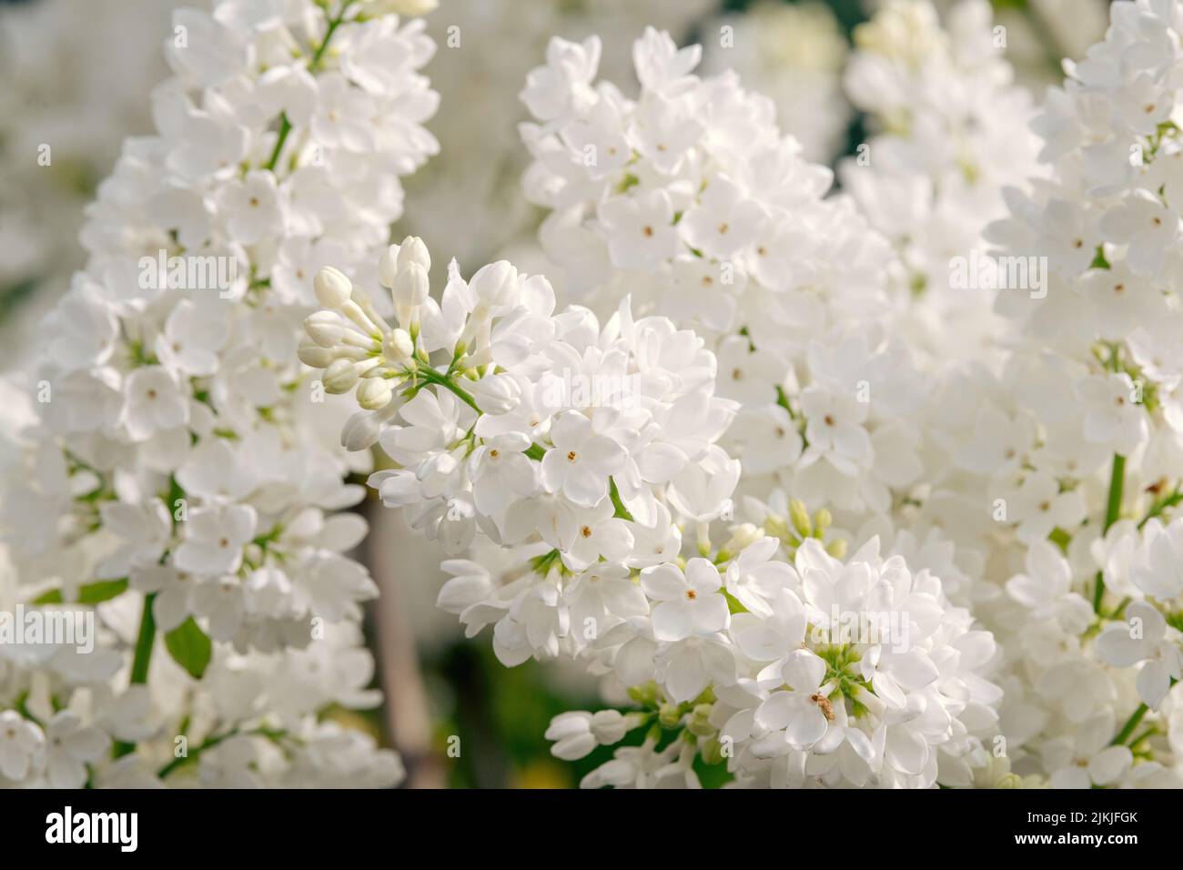 Common white lilac hi-res stock photography and images - Alamy