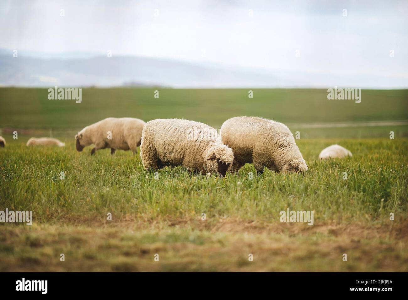 Country pasture scene hi-res stock photography and images - Alamy
