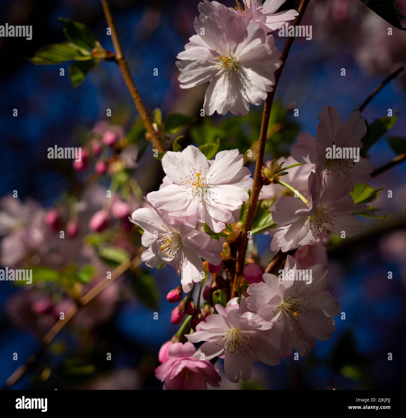 A close-up shot of a blooming tree branch with pink flowers isolated on ...