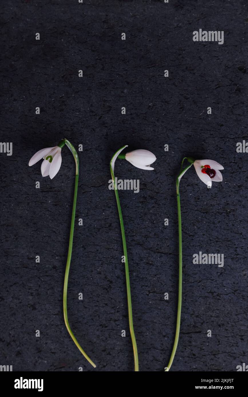 Three petal flower hi-res stock photography and images - Alamy