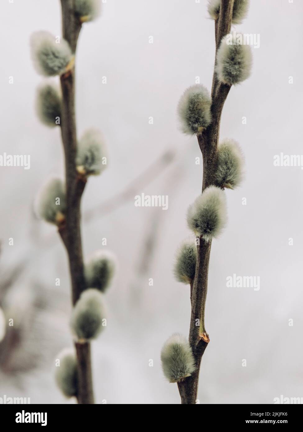 A vertical shallow focus shot of a willow branch (Salix caprea) with ...
