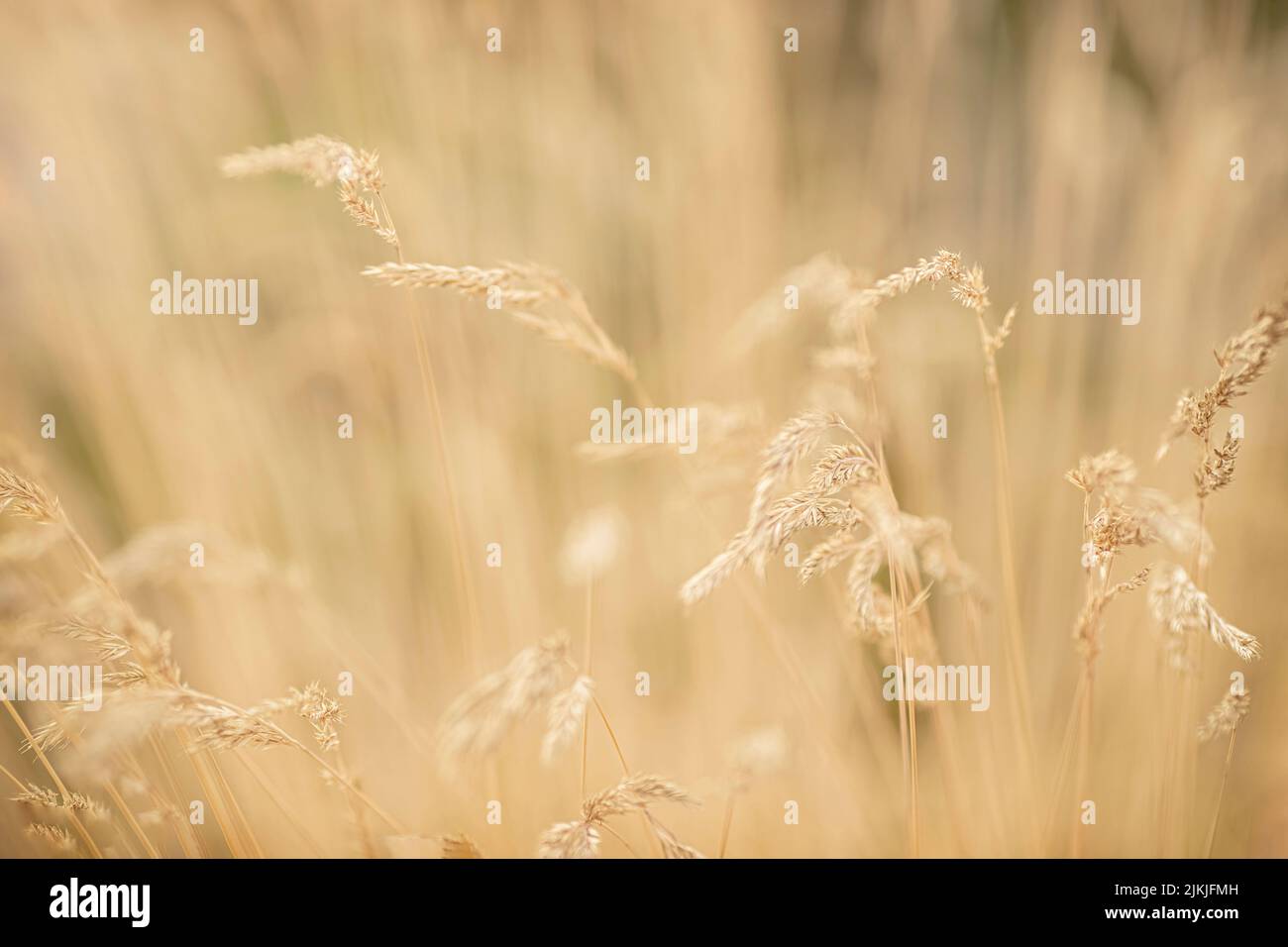 Dry grasses hi-res stock photography and images - Alamy
