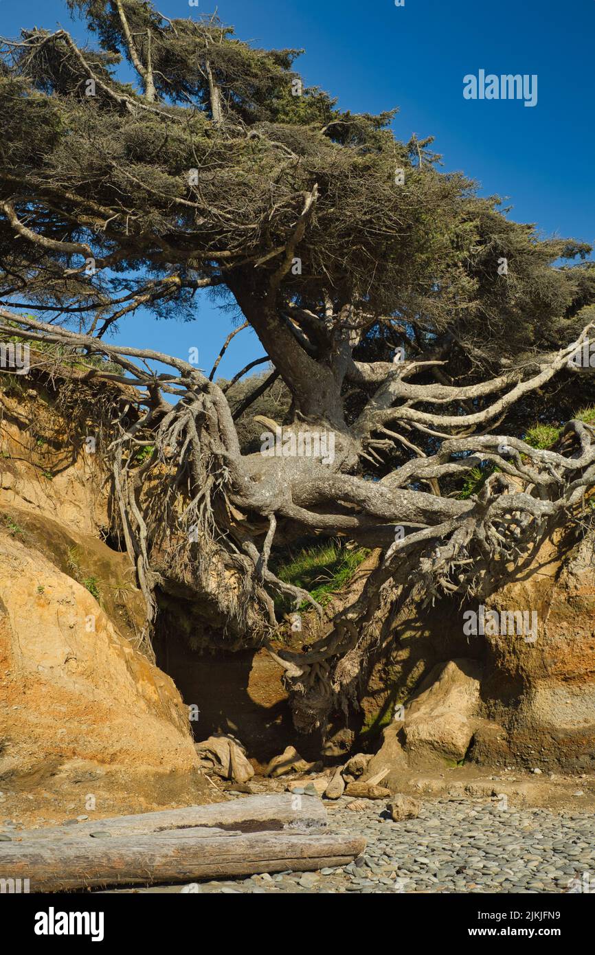 Roots growing into rock hi-res stock photography and images - Alamy
