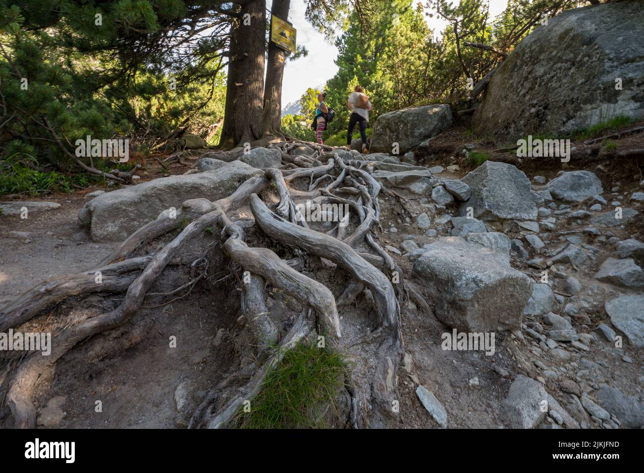 Closeup tree roots in hi-res stock photography and images - Alamy