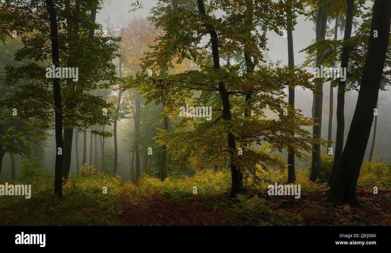 A beautiful view of green trees in the Slovakia forest on a foggy day ...