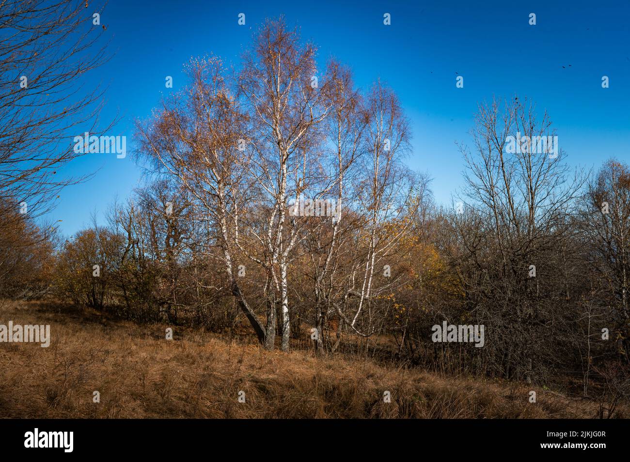 A beautiful view of trees in the forest in Slovakia Stock Photo - Alamy