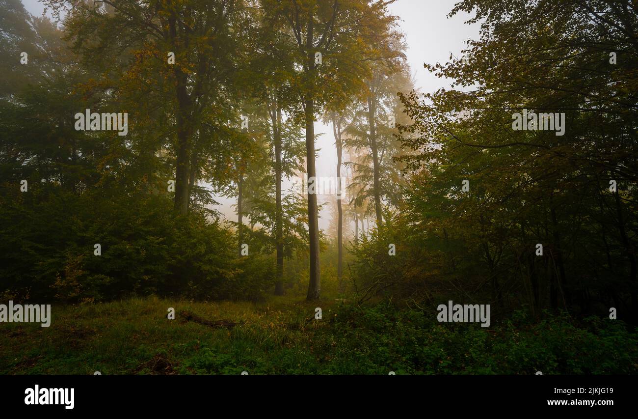 A beautiful view of green trees in the Slovakia forest on a foggy day ...