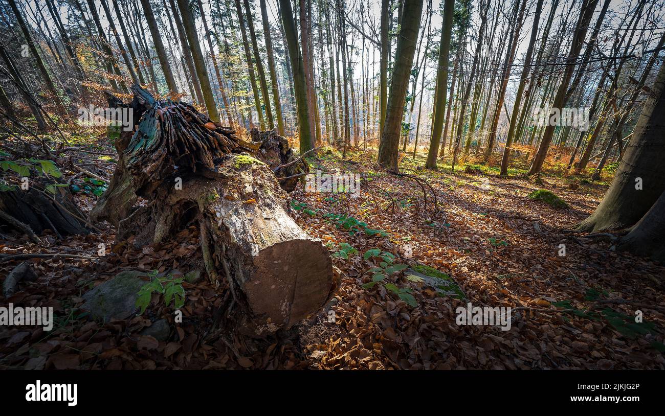 A natural view of an old fallen stump in Slovakia forest Stock Photo ...