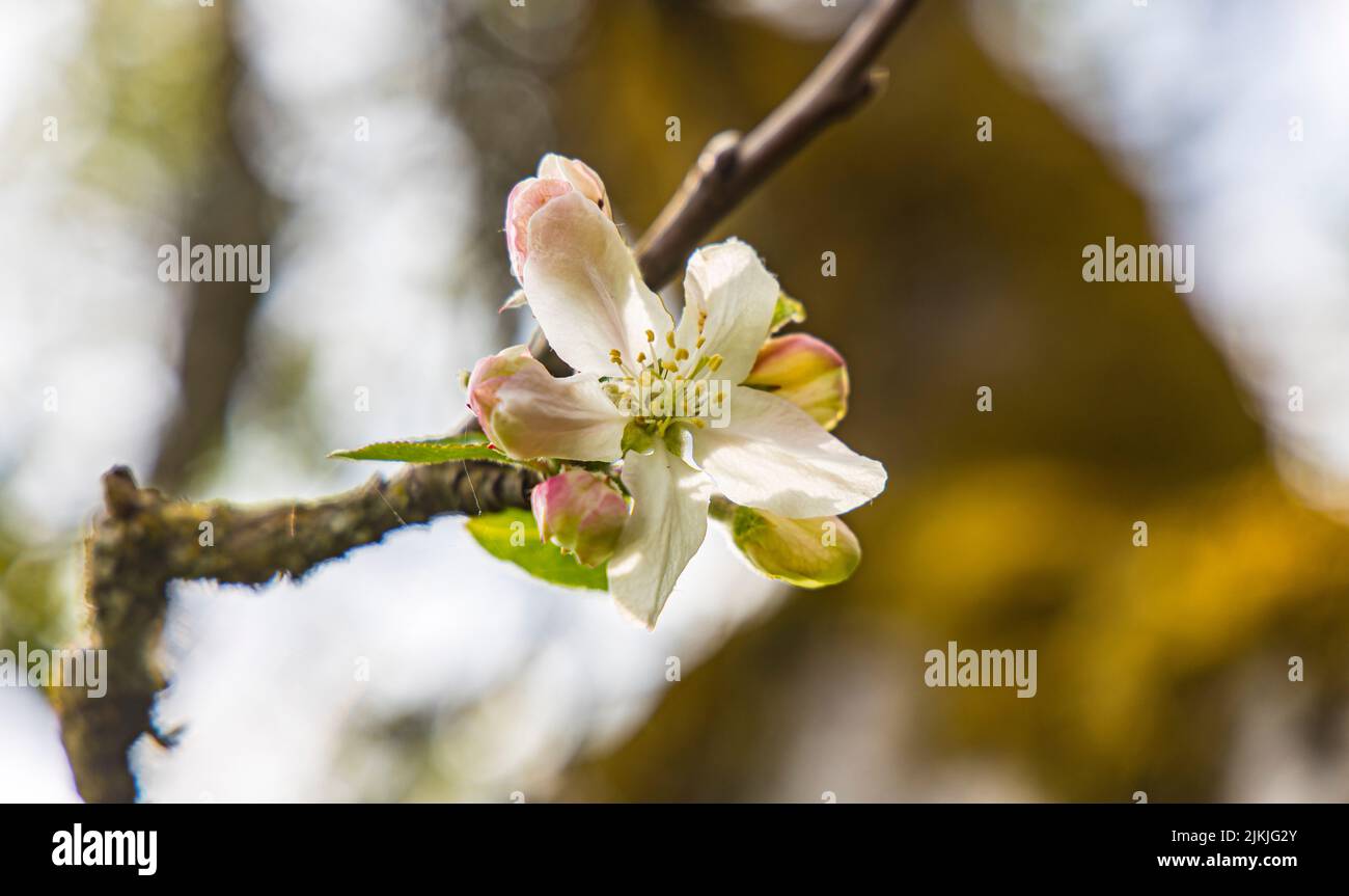 Apple blossom, scattered fruit, apple tree, spring Stock Photo - Alamy