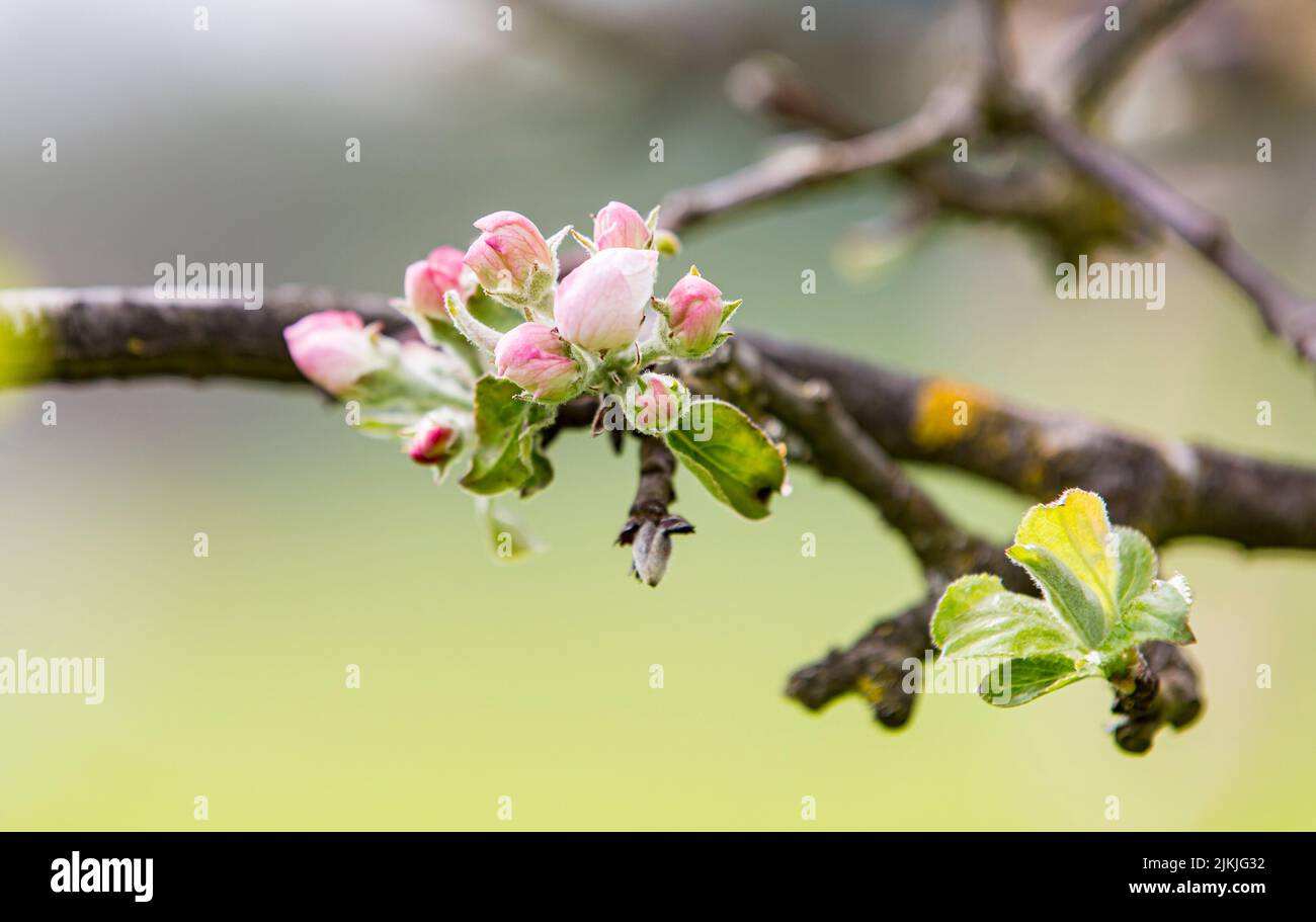 Apple blossom, apple, scattered fruit, scattered fruit meadow, apple ...