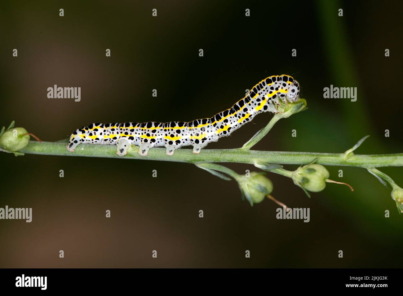 Caterpillar of the toadflax moth (Calophasia lunula) feeding on purple ...