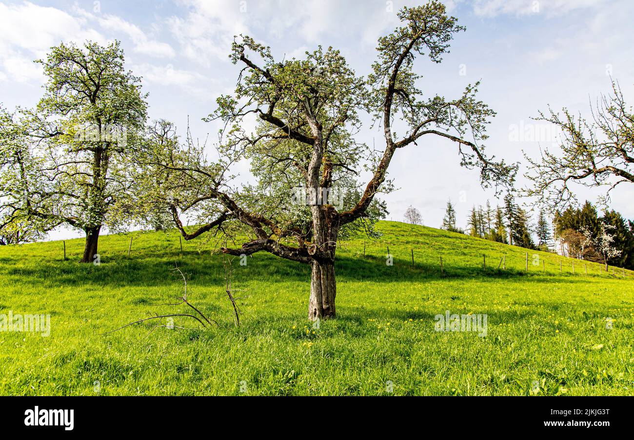Scattered fruit meadow landscape hi-res stock photography and images ...