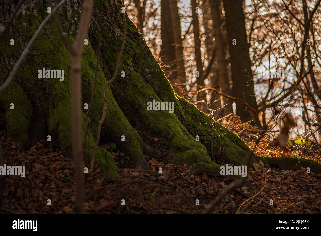 A natural view of tree roots covered with moss in Slovakia forest Stock ...