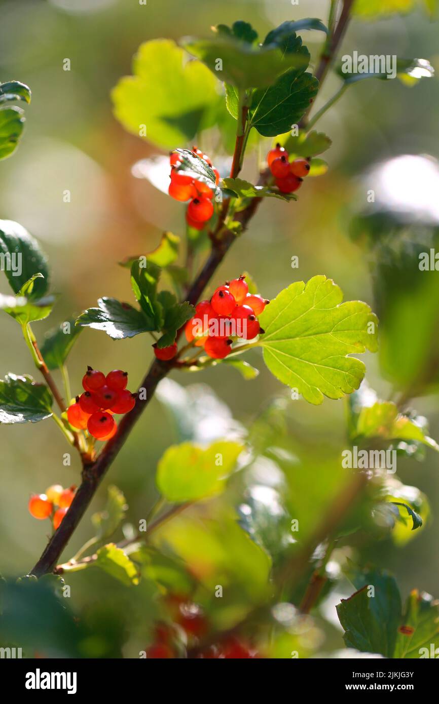 Ribes alpinum hi-res stock photography and images - Alamy