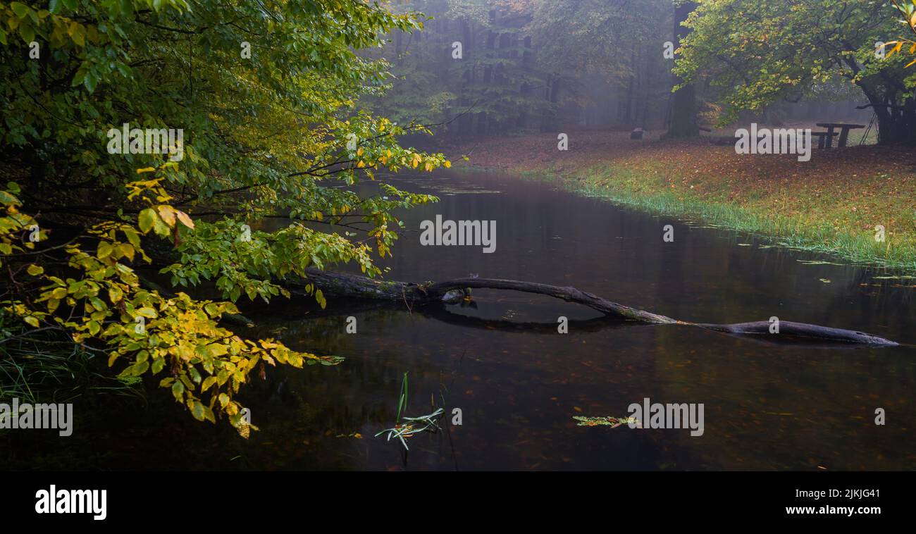 Surface of fallen tree hi-res stock photography and images - Alamy