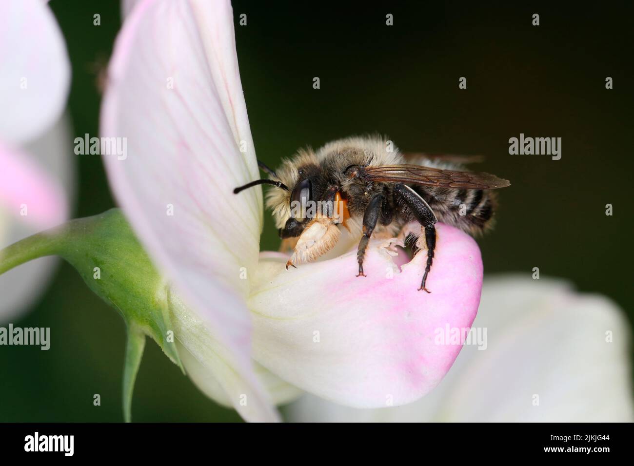 Male garden leafcutter bee (Megachile willughbiella) drinking nectar on ...