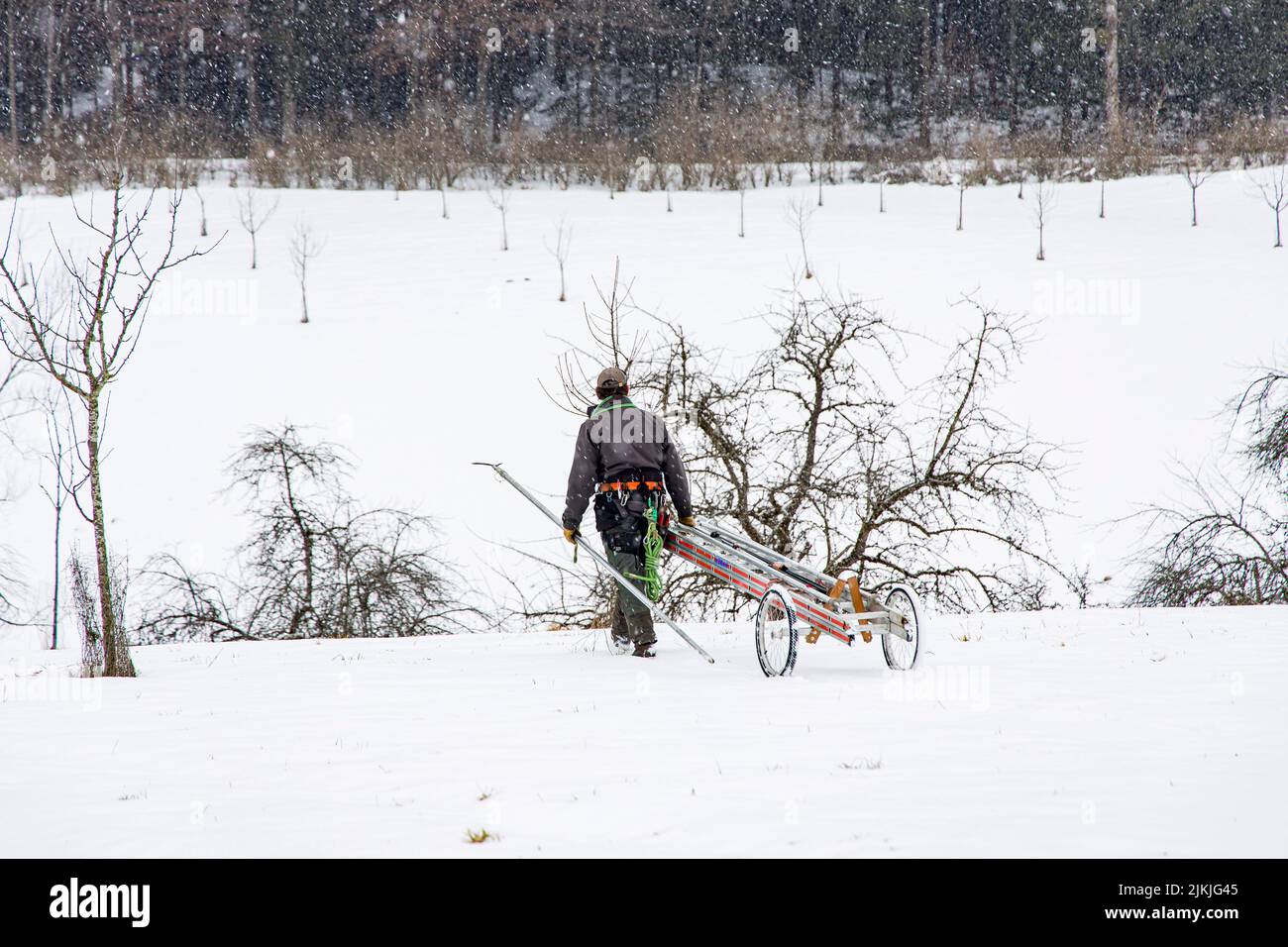 Scattered fruit pruning, man with ladder and pruning equipment, winter ...
