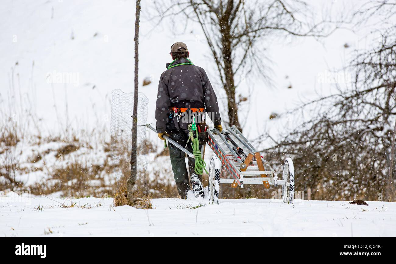Scattered fruit pruning, man with ladder and pruning equipment, winter ...