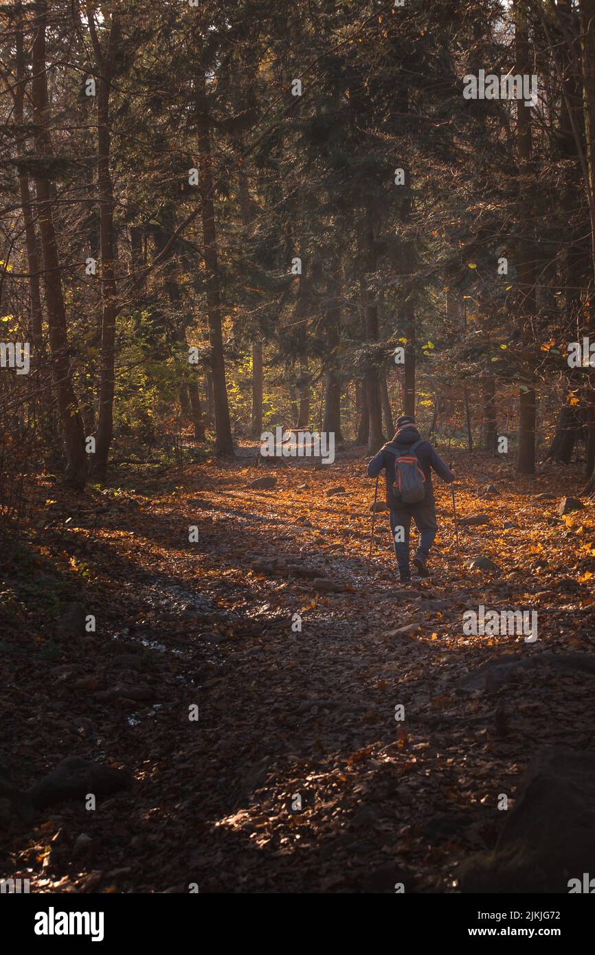 A rear view of a man with a backpack and trekking poles walking into ...