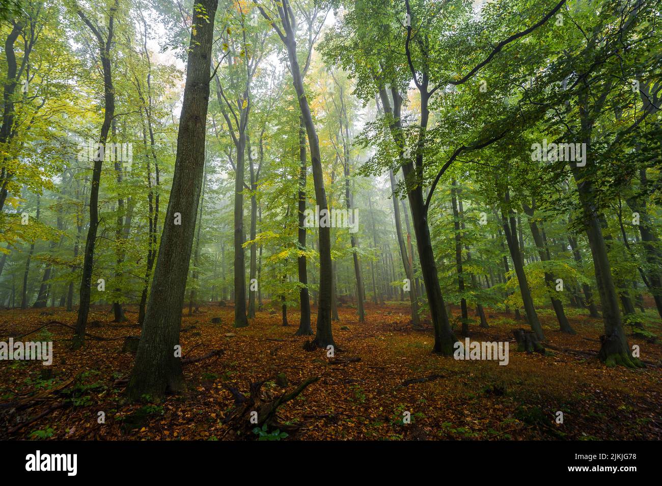 Beautiful view trees in forest hi-res stock photography and images - Alamy