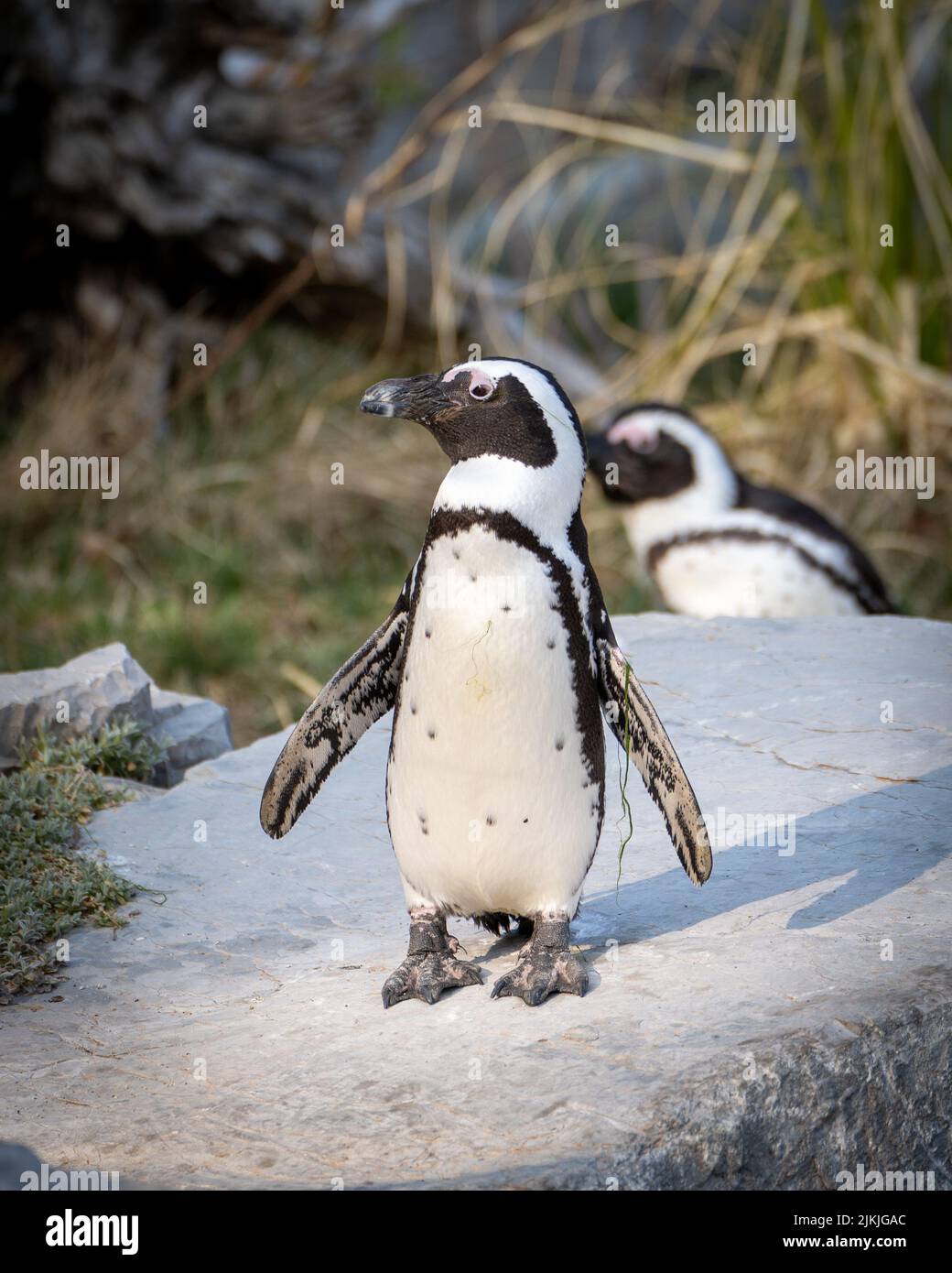 A vertical shot of an African penguin walking around on a snowy field ...