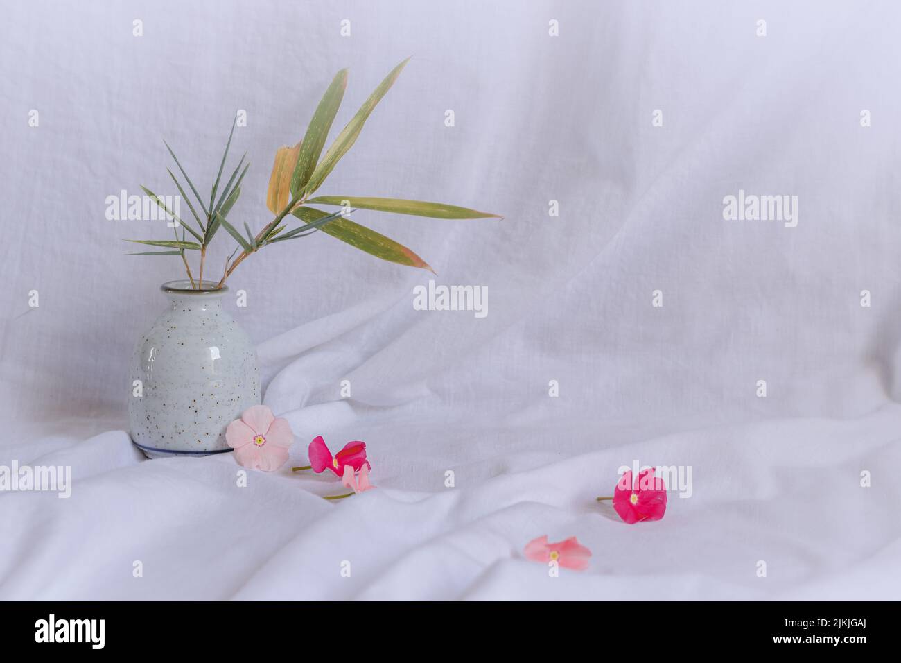 Composition of dainty periwinkle flowers in a bright white background ...