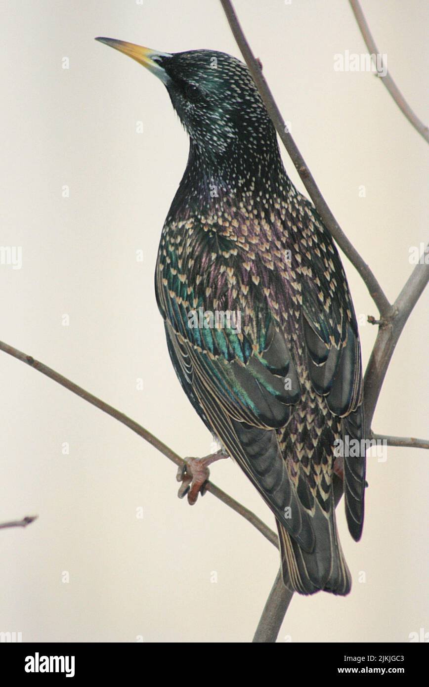 A vertical shot of a common Starling bird sitting on a tree branch ...