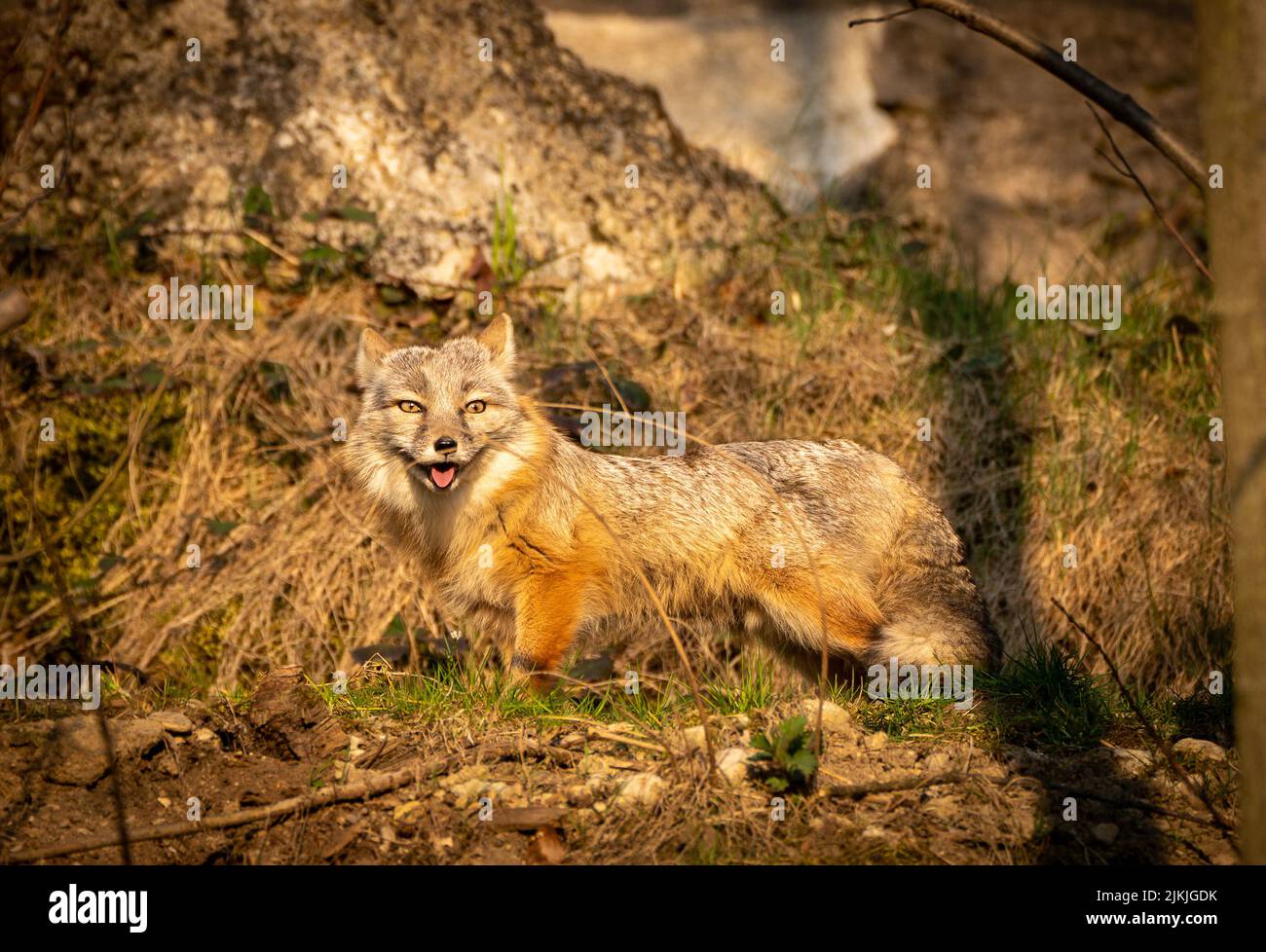 Corsac fox hi-res stock photography and images - Alamy