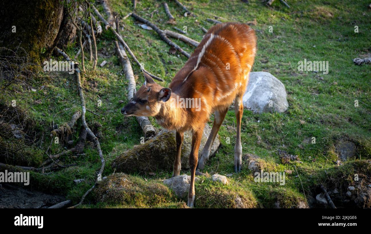 Fluffy deer hi-res stock photography and images - Alamy