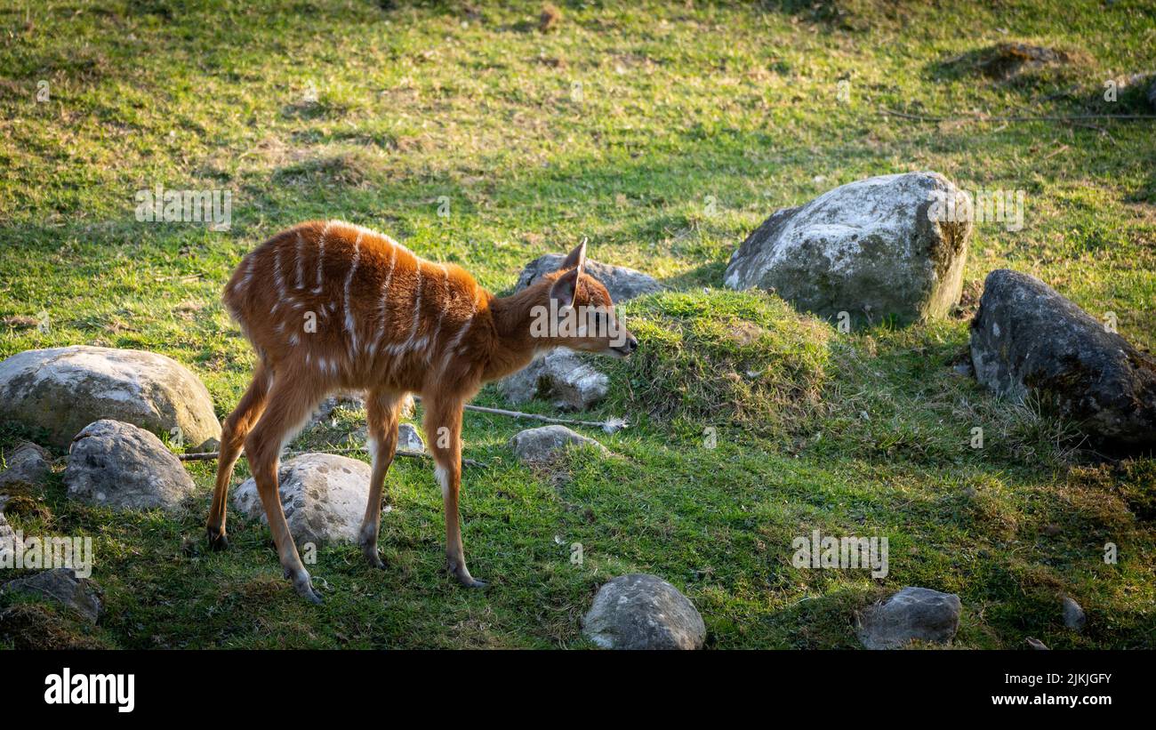 Beautiful fluffy spotted deer hi-res stock photography and images - Alamy