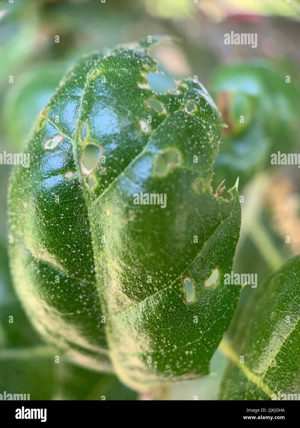 Damaged garden plant hi-res stock photography and images - Alamy