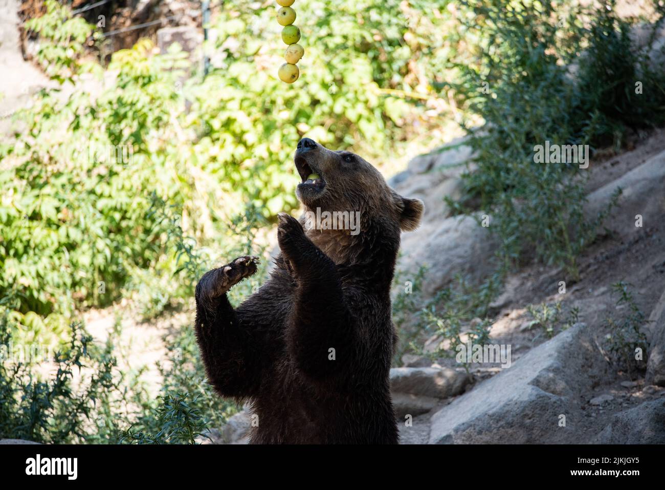 A closeup of the brown bear in the zoo trying to reach for apples ...