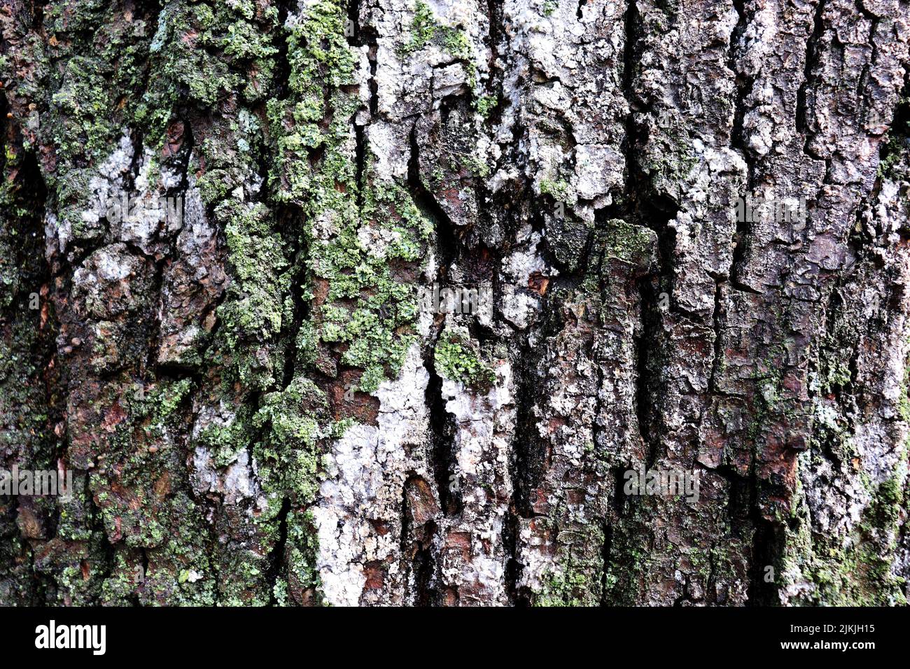 Beautiful nature texture with old bark. Green moss backdrop Stock Photo ...
