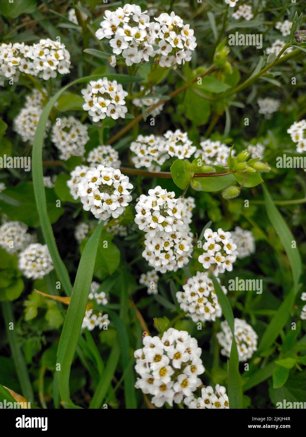 Alyssum plant hi-res stock photography and images - Alamy