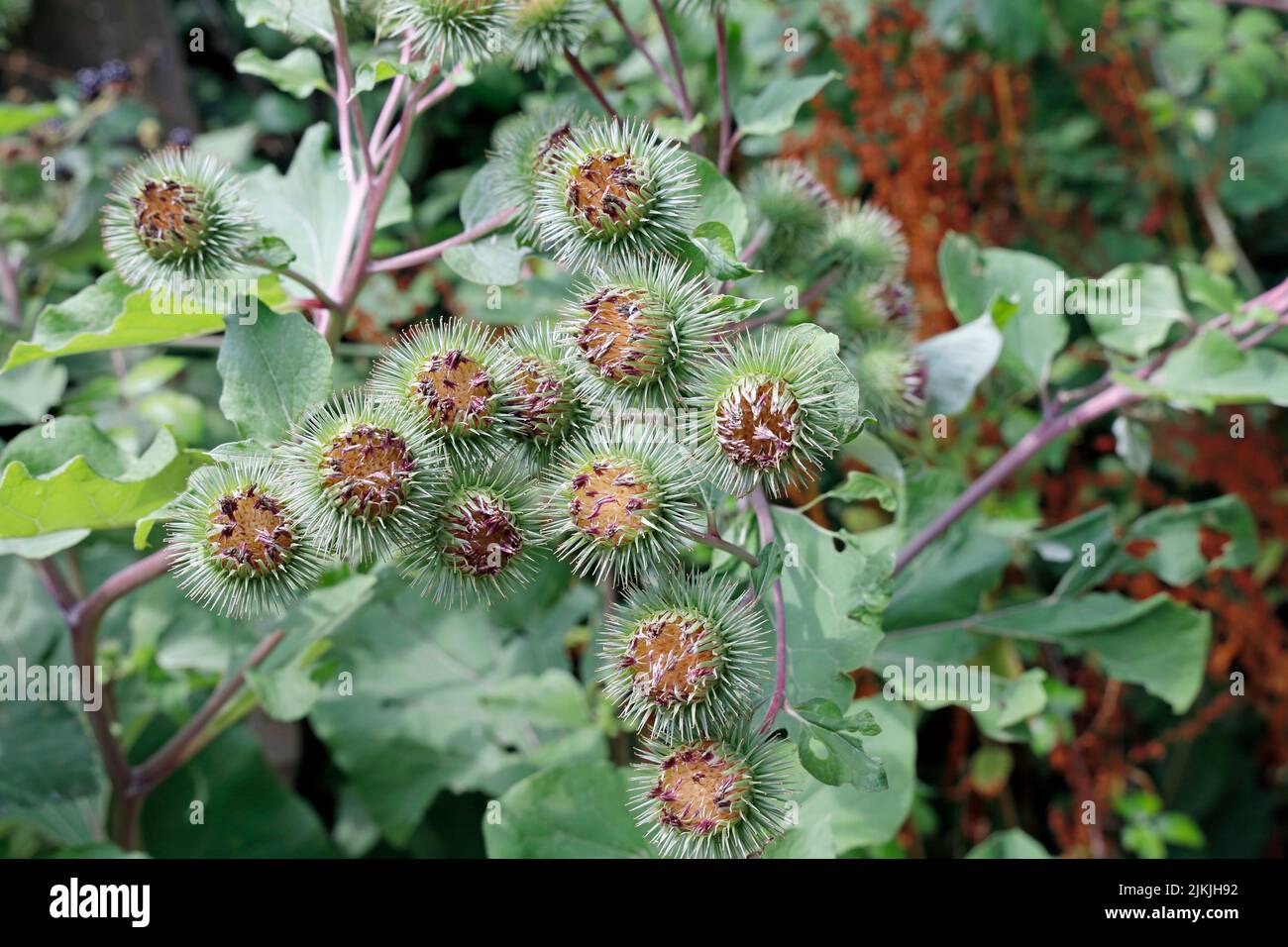 Burdock (Arctium lappa Stock Photo - Alamy