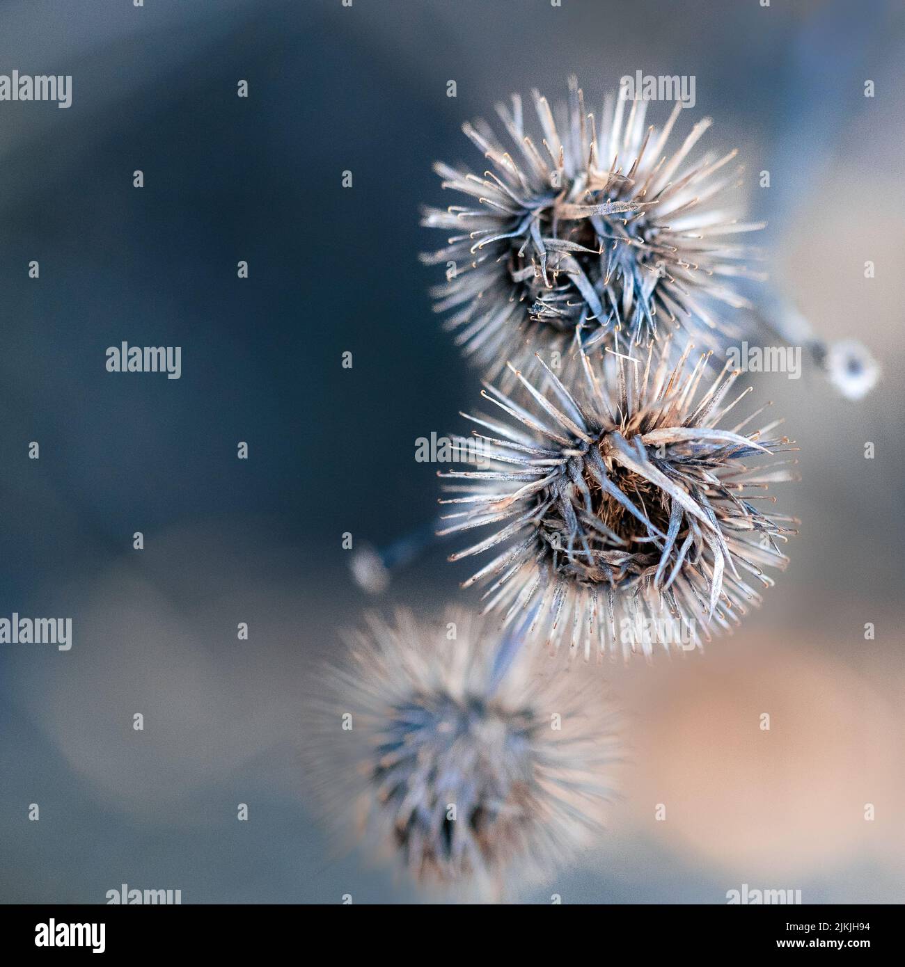 Burdock seed hi-res stock photography and images - Alamy