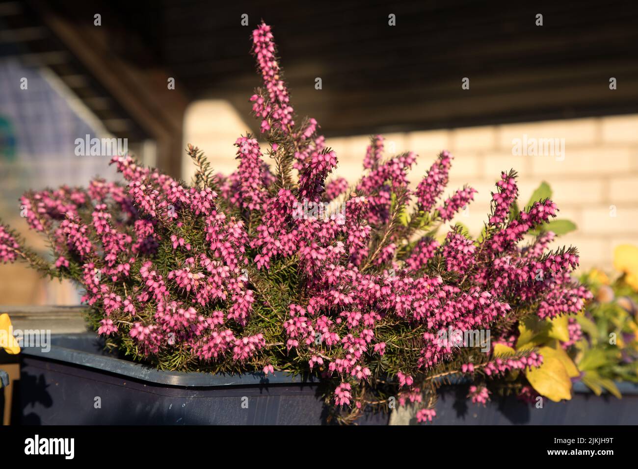 A pink heather plant growing in the balcony on a blurry background ...
