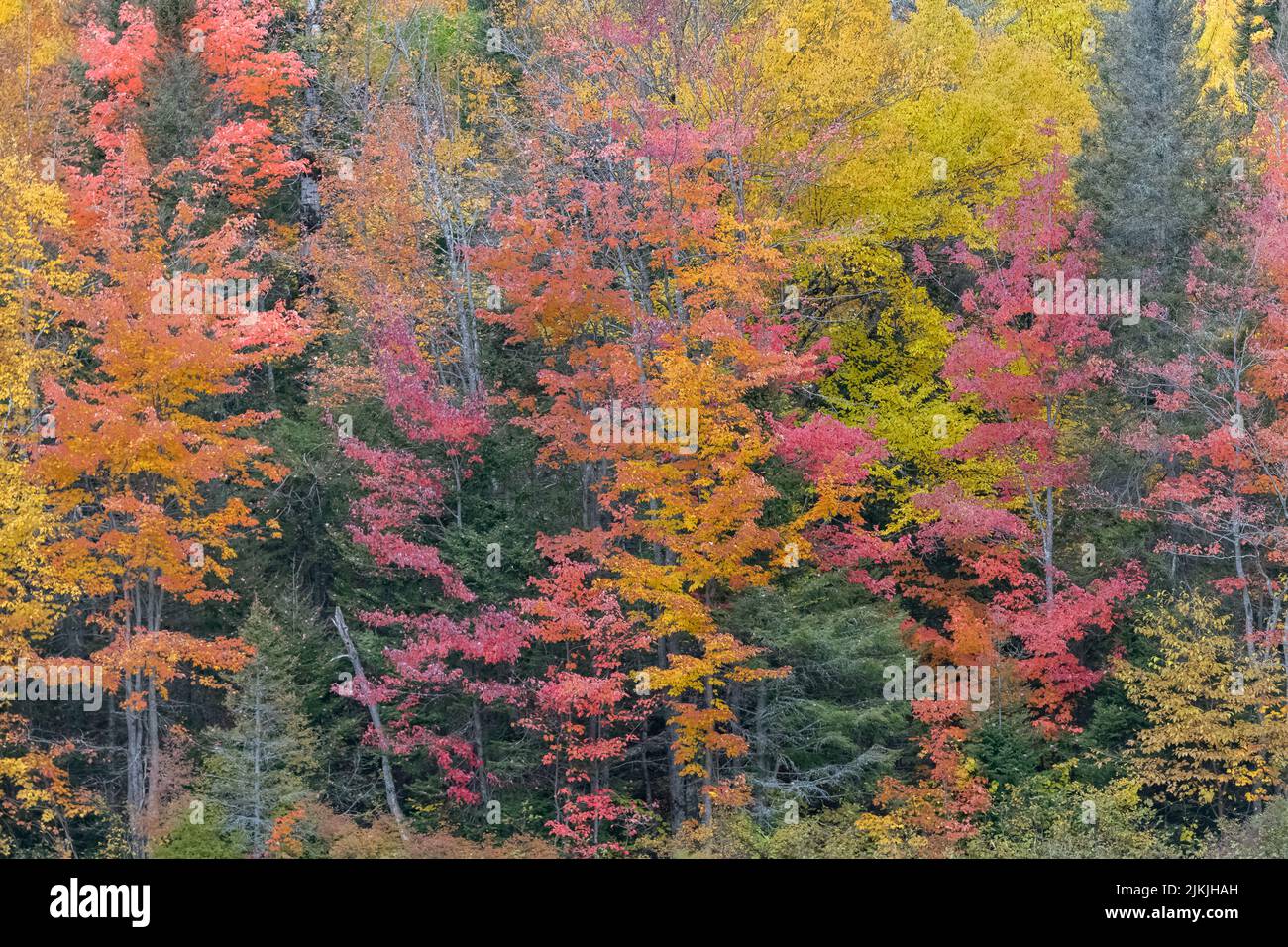 A Canada river red leaves forest quebec house hut lake Stock Photo - Alamy
