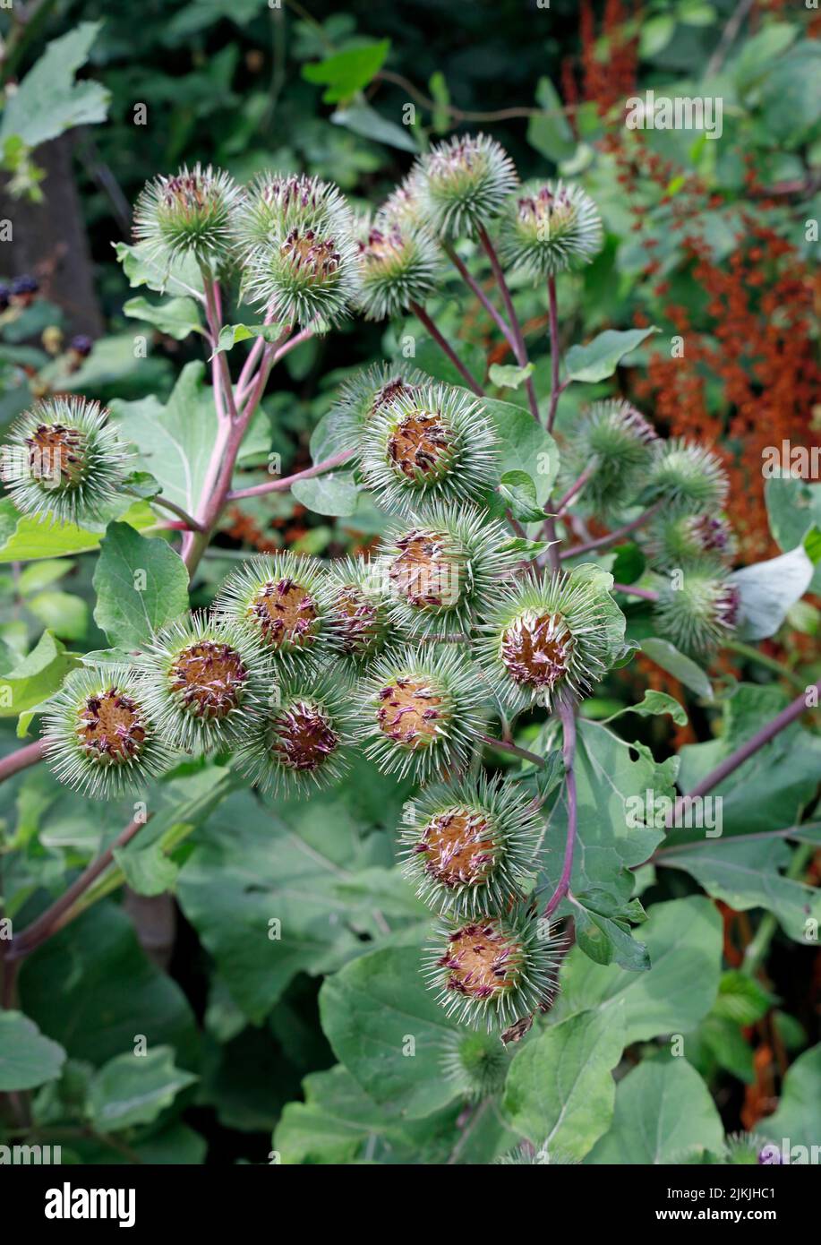 Burdock (Arctium lappa Stock Photo - Alamy