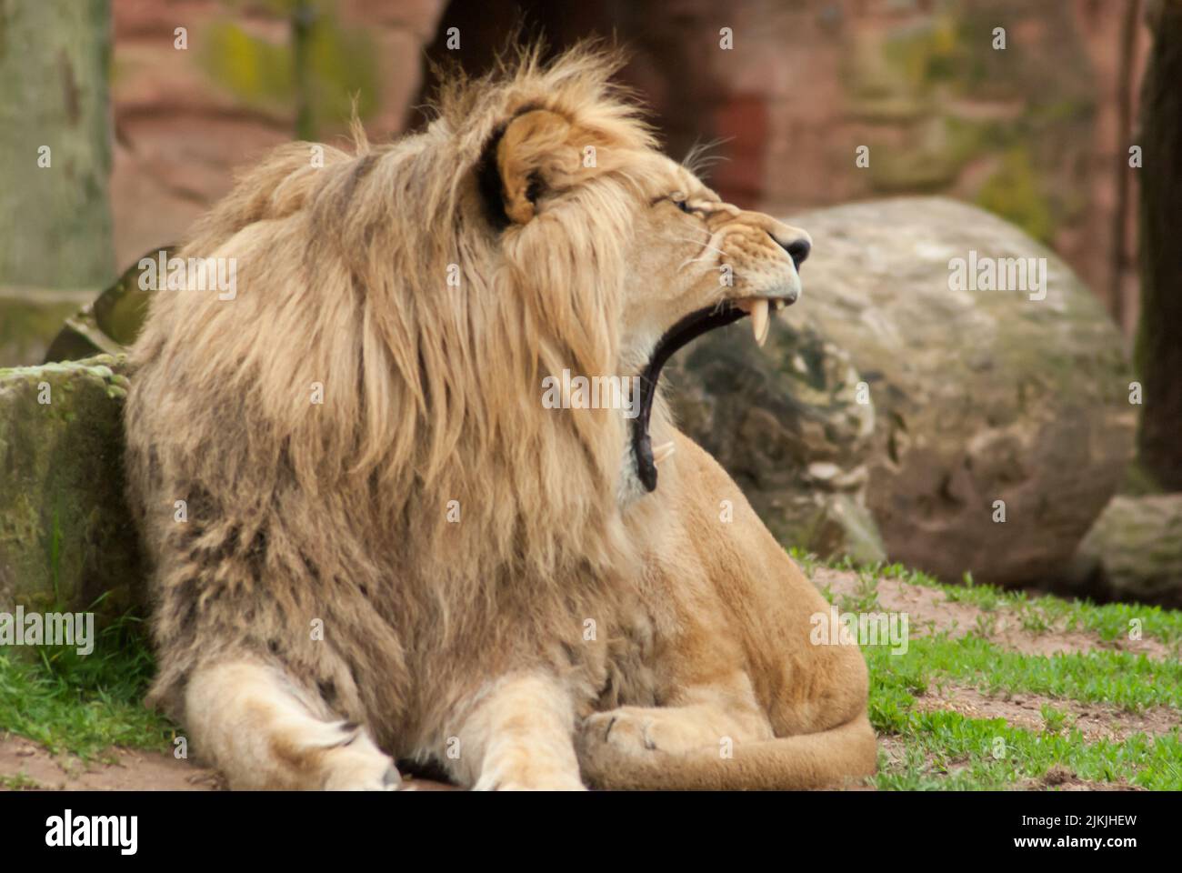 Lion in open zoo enclosure hi-res stock photography and images - Alamy