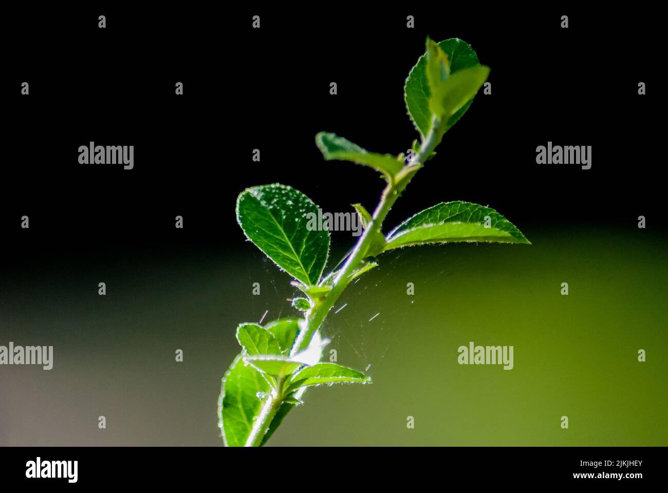 A closeup of a plant sprout with spider webs on it Stock Photo - Alamy
