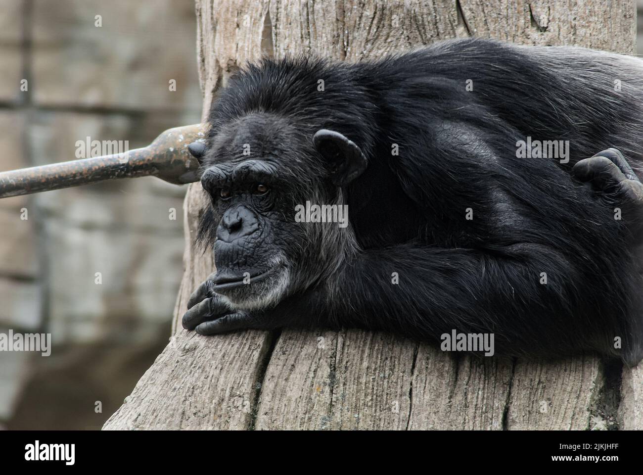 Chimpanzee on its head hi-res stock photography and images - Alamy