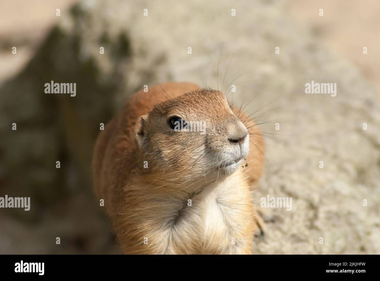 Cute groundhog face hi-res stock photography and images - Alamy
