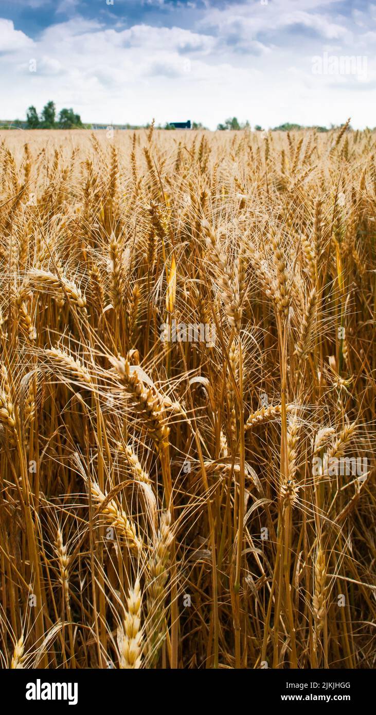 Spikes of a wheat field hi-res stock photography and images - Alamy